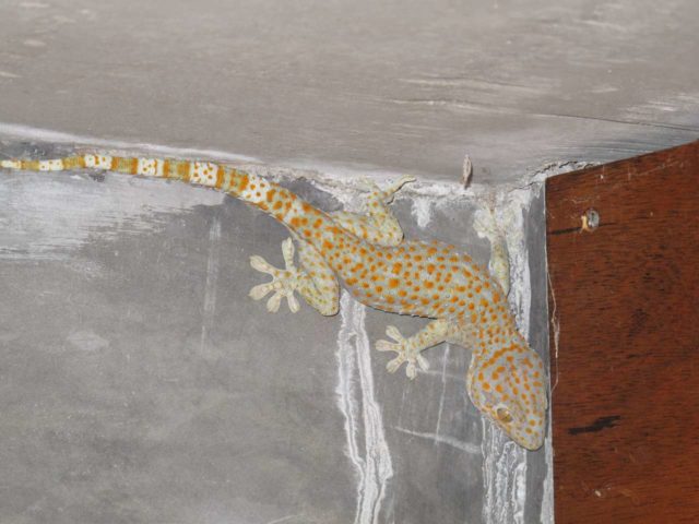 Gecko surprise