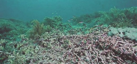 Dynamite fishing News from the Philippines