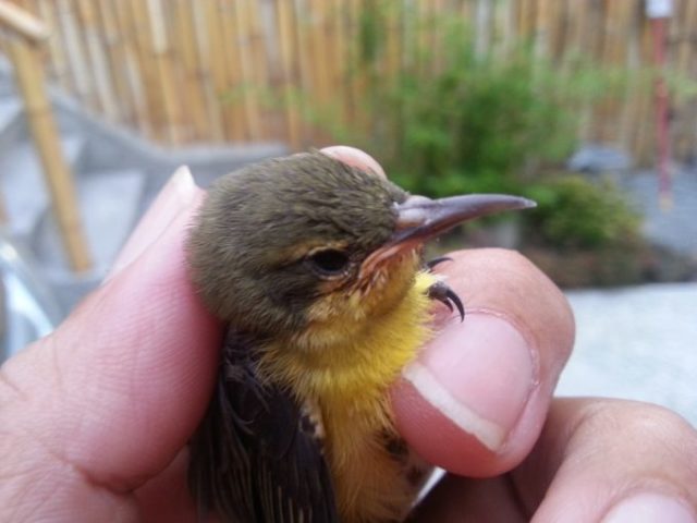 Camiguin – the Sunbirds are nesting News from the Philippines