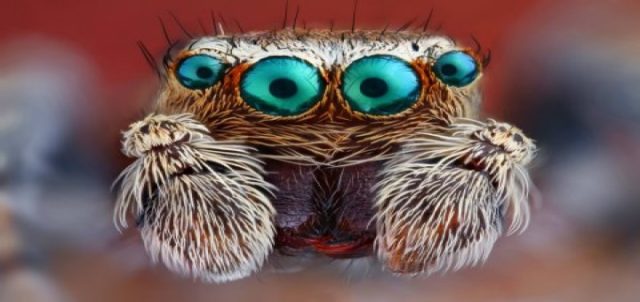 Funny Spiders News from the Philippines