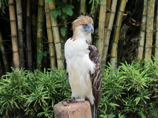 East Mindanao Discovery Trip (5) – Davao News from the Philippines