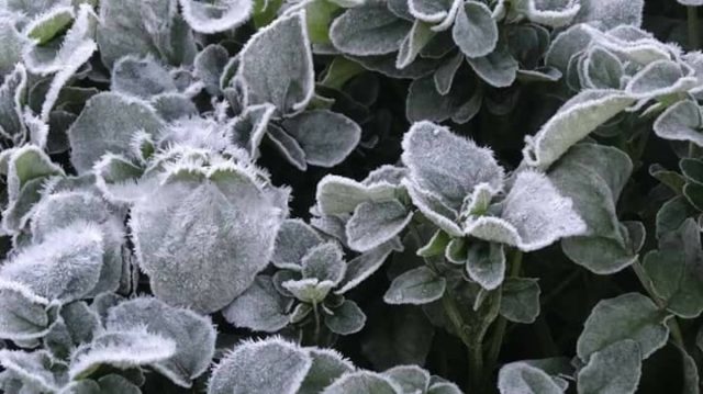 Philippines Cold Weather – Strong Amihan Freezes Cordillera Mountains ...