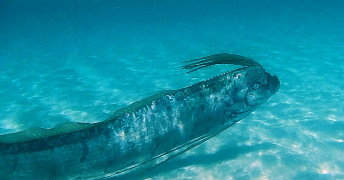 Bohol Sea Monsters – Deep Sea Fish surface – Are they linked to… News ...
