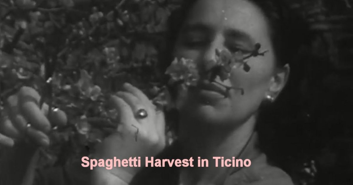 Do you know about Spaghetti Harvest – report from southern Switzerland ...