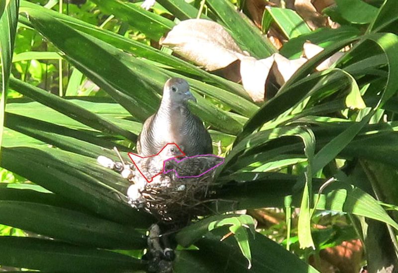 Valentina & Valentino are growing fast News from the Philippines